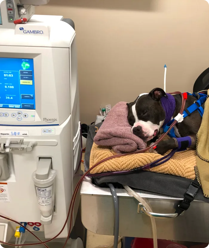 Kidney care hemodialysis - Paws Universe